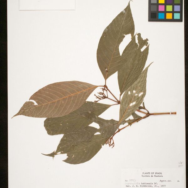 Hoffmannsegg's Wild Coffee (Psychotria Bahiensis) Plant Care & How to ...