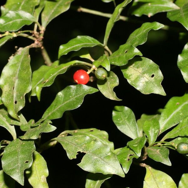 Psychotria Biaristata Plant Care & How to Grow, Water