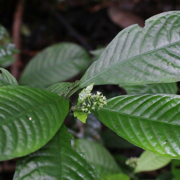Psychotria Cornuta Plant Care & How to Grow, Water