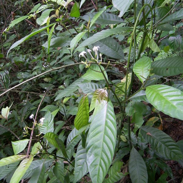 Psychotria Costivenia Plant Care & How to Grow, Water