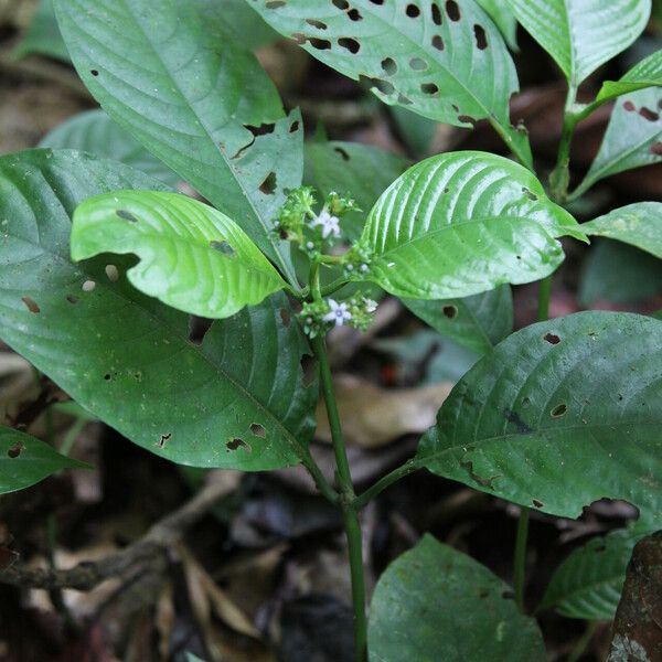 Psychotria Ebensis Plant Care & How to Grow, Water