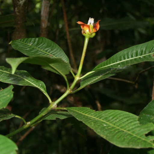 Psychotria Elata Plant Care & How to Grow, Water