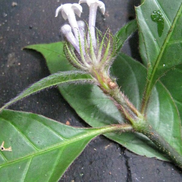 Psychotria Medusula Plant Care & How to Grow, Water