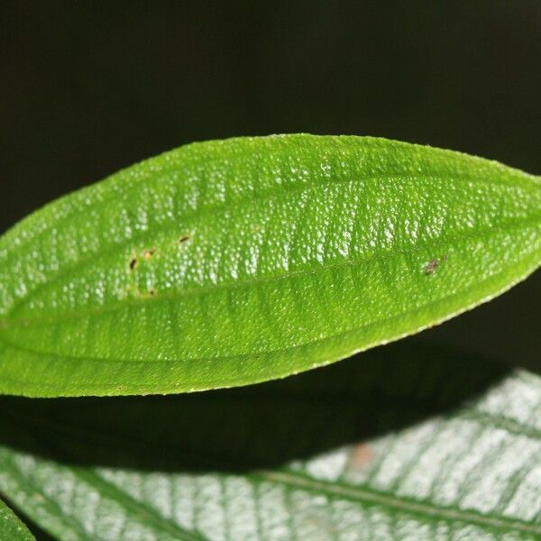 Psychotria Panamensis Care Guide: Water, Soil & Propagation - Plantiary