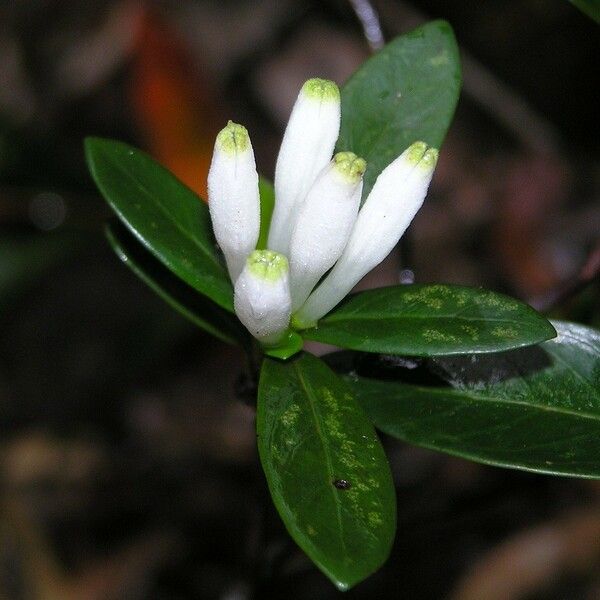 Psychotria Pseudomicrodaphne Care Guide: Water, Soil & Propagation ...
