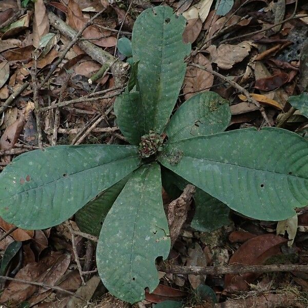 Psychotria Rubescens Care Guide: Water, Soil & Propagation - Plantiary