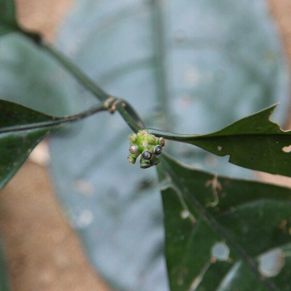 Psychotria Varians Care Guide: Water, Soil & Propagation - Plantiary