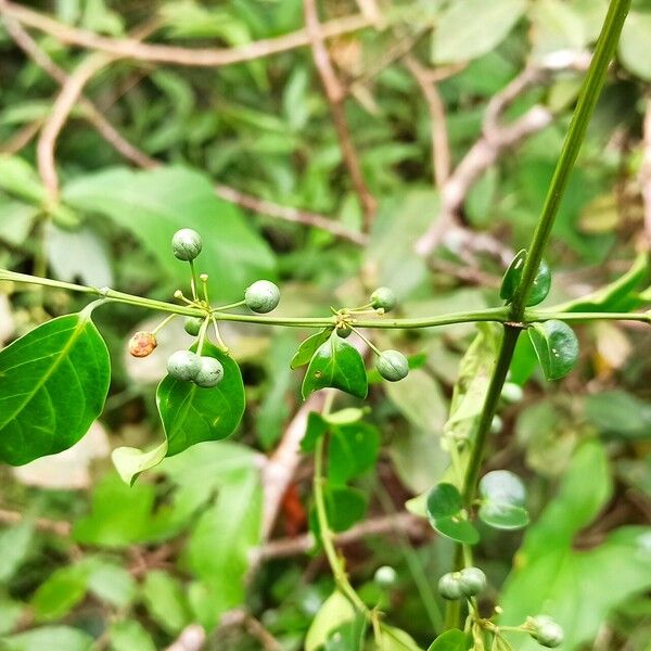 Psydrax Acutiflorus Plant Care & How to Grow, Water