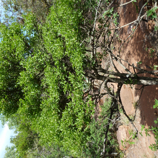 Green Tree (Psydrax Lividus) Plant Care & How to Grow, Water