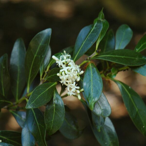 Alahe'e (Psydrax Odoratus) Plant Care & How to Grow, Water