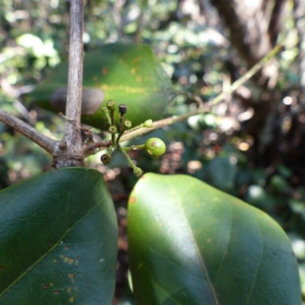 Psydrax Paradoxus Plant Care & How to Grow, Water