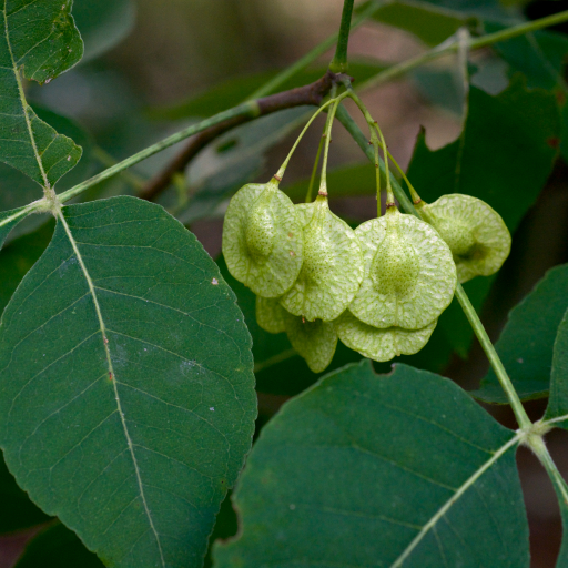 Common Hoptree (Ptelea Trifoliata) Plant Care & How to Grow, Water