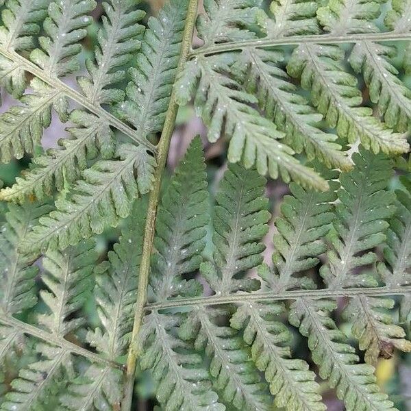 Tropical Brackenfern (Pteridium Arachnoideum) Plant Care & How to Grow ...