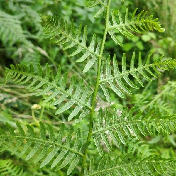 Southern Brackenfern (Pteridium Caudatum) Plant Care & How to Grow, Water