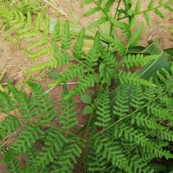 Pteridium Centrali-Africanum Plant Care & How to Grow, Water