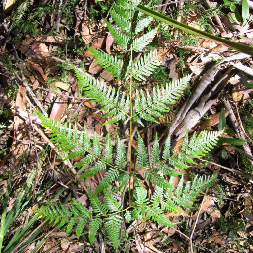 Common Fern (Pteridium Esculentum) Care Guide: Water, Soil ...