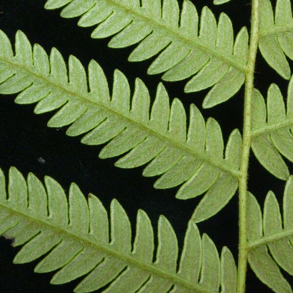 South Asian Bracken (Pteridium Revolutum) Plant Care & How to Grow, Water
