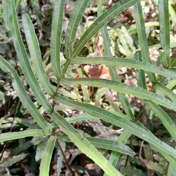 Toothed Brake (Pteris Denticulata) Plant Care & How to Grow, Water