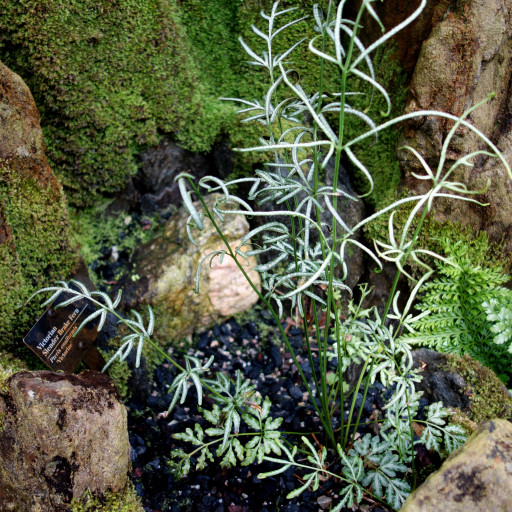 Slender Brake (Pteris Ensiformis) Plant Care & How to Grow, Water