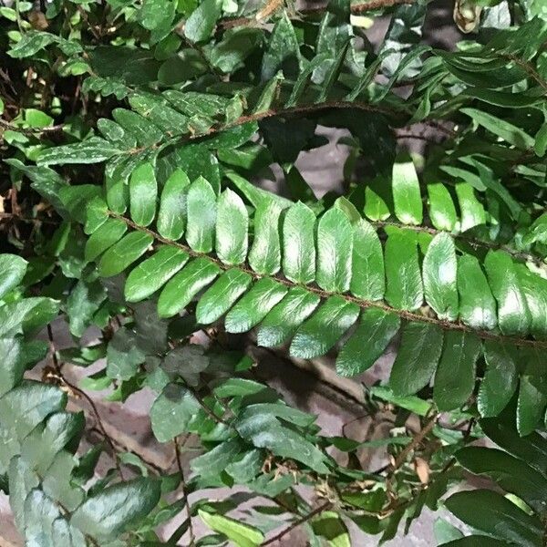 Pteris Falcata Plant Care & How to Grow, Water
