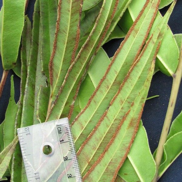 Elephant-Leaf Brake (Pteris Grandifolia) Care Guide: Water, Soil ...