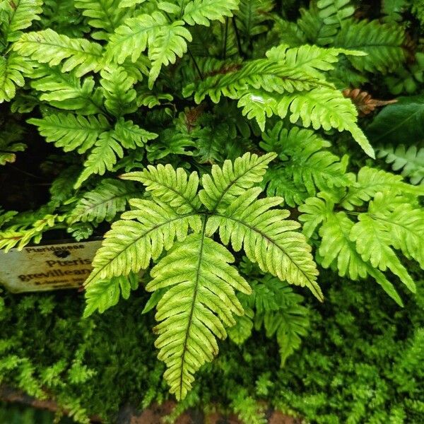 Pteris Grevilleana Care Guide: Water, Soil & Propagation - Plantiary