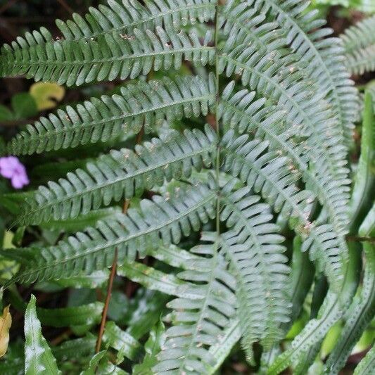 Linear Brake (Pteris Linearis) Plant Care & How to Grow, Water