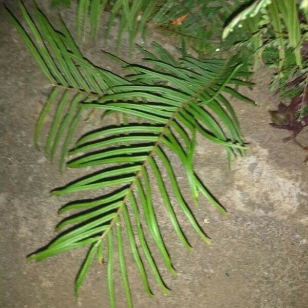 Long-Leaf Brake (Pteris Longifolia) Plant Care & How to Grow, Water