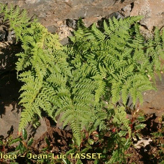 Chinese Brake (Pteris Multifida) Plant Care & How to Grow, Water