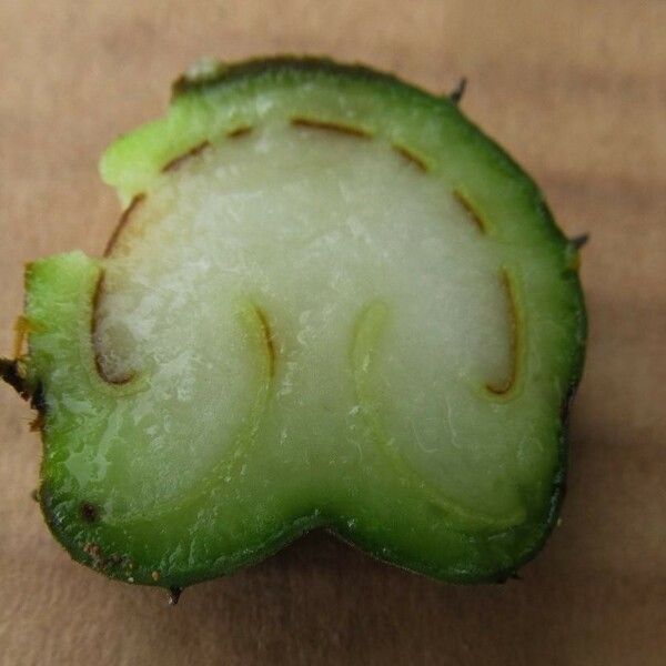 Pteris Navarrensis Plant Care & How to Grow, Water