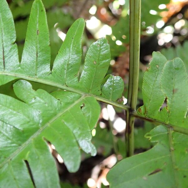 Pteris Preussii Plant Care & How to Grow, Water