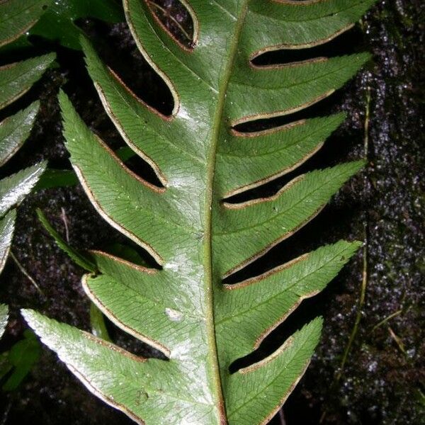 Pteris Propinqua Plant Care & How to Grow, Water