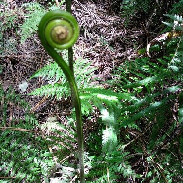 Giant Brake (Pteris Tripartita) Plant Care & How to Grow, Water