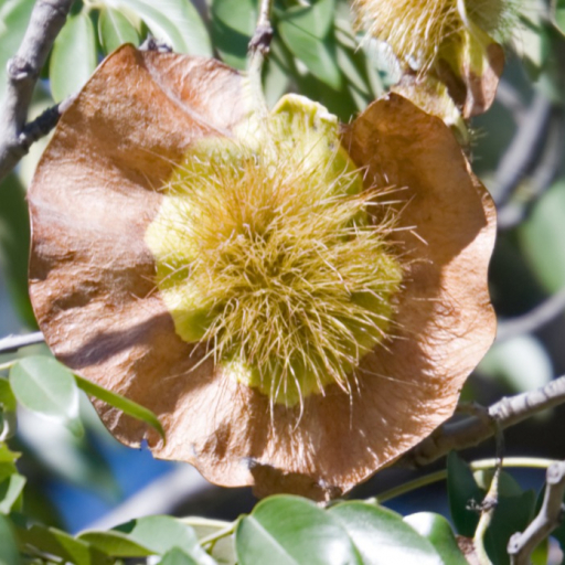 Transvaal Teak (Pterocarpus Angolensis) Plant Care & How to Grow, Water