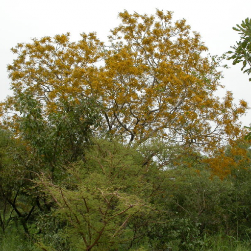 African Kino (Pterocarpus Erinaceus) Plant Care & How to Grow, Water