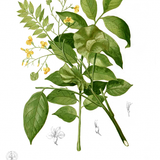 Burmese Rosewood (Pterocarpus Indicus) Plant Care & How to Grow, Water