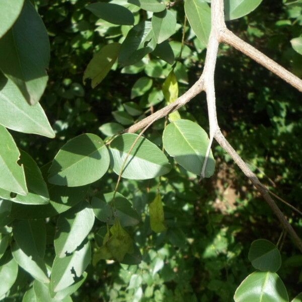 Pterocarpus Lucens Plant Care & How to Grow, Water