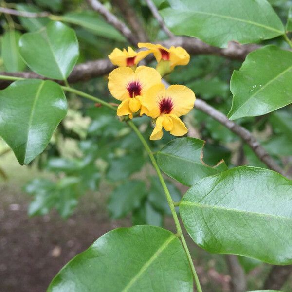 Pterocarpus Rohrii Plant Care & How to Grow, Water
