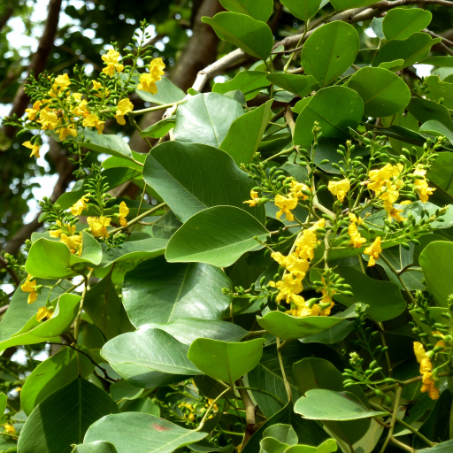 Round-Leaved Bloodwood (Pterocarpus Rotundifolius) Care Guide: Water ...