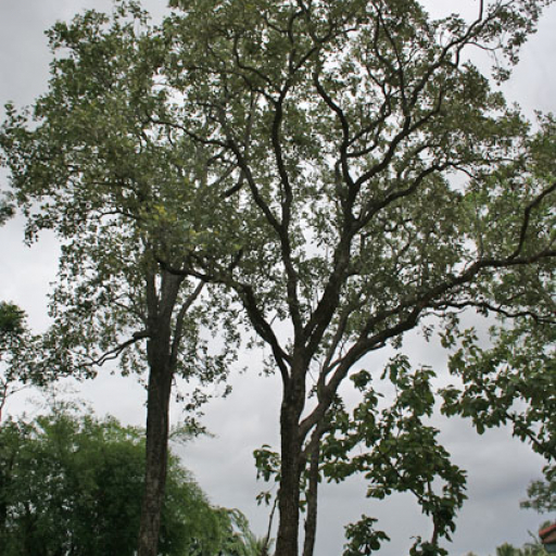 Almug (Pterocarpus Santalinus) Plant Care & How to Grow, Water