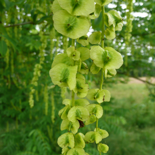 Pterocarya Pterocarpa Plant Care & How to Grow, Water