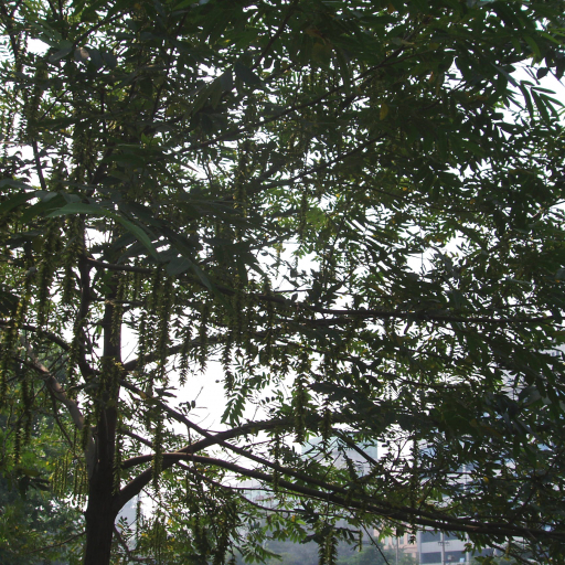 Chinese Wingnut (Pterocarya Stenoptera) Plant Care & How to Grow, Water