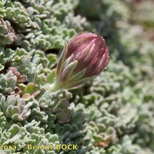 Moroccan Pincushion Flower (Pterocephalus Depressus) Plant Care & How ...