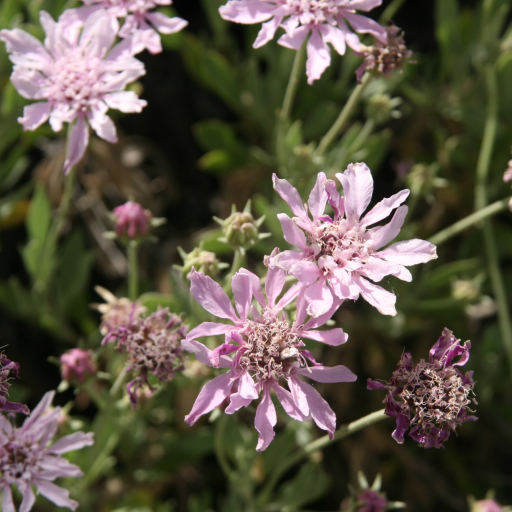 Hoary Pterocephalus (Pterocephalus Lasiospermus) Plant Care & How to ...
