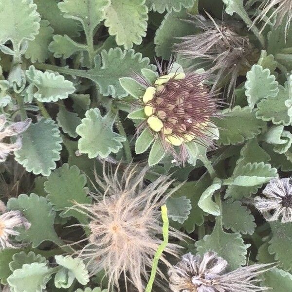 Pterocephalus Perennis Plant Care & How to Grow, Water