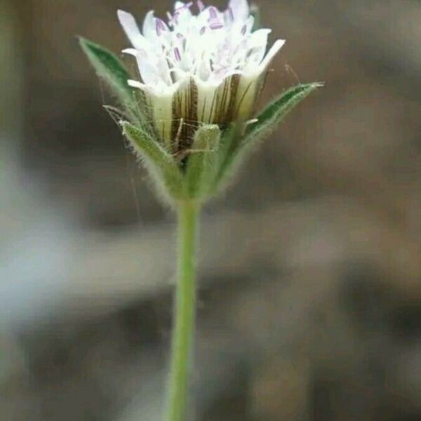 Pincushion Flower (Pterocephalus Plumosus) Plant Care & How to Grow, Water