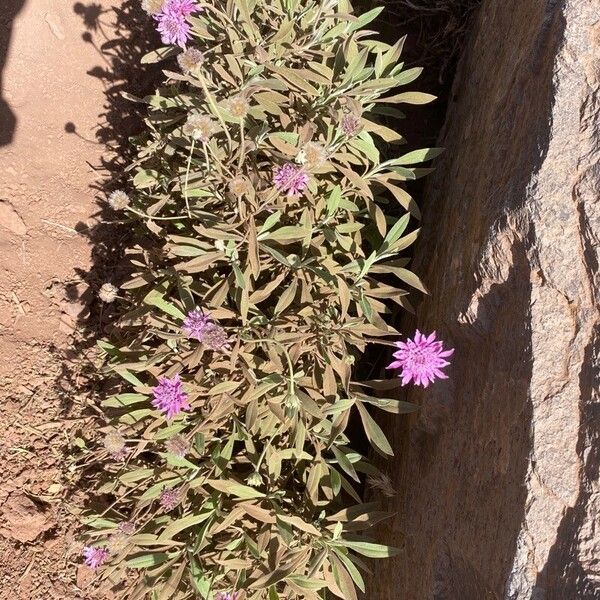 Pterocephalus Porphyranthus Plant Care & How to Grow, Water