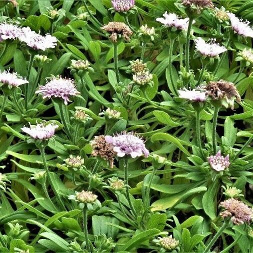 Pterocephalus Virens Plant Care & How to Grow, Water