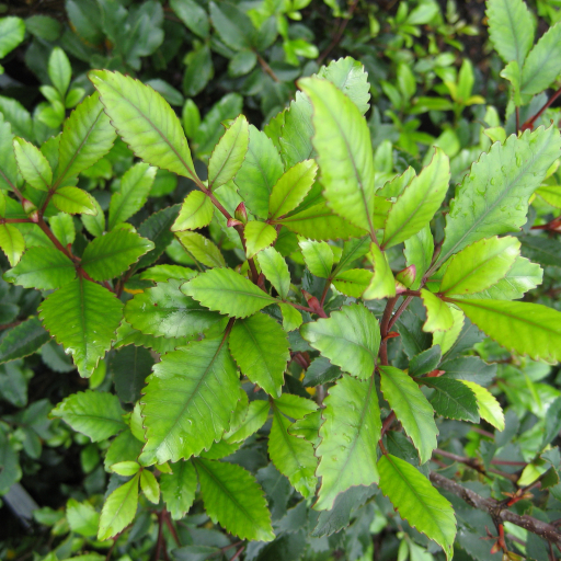 Kāmahi (Pterophylla Racemosa) Plant Care & How to Grow, Water