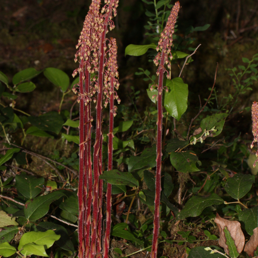 Woodland Pinedrop Pterospora Andromedea Plant Care And How To Grow Water